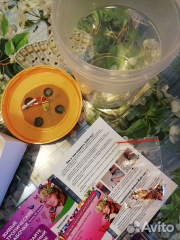 Мини-ферма с 1 куколкой тропической бабочки