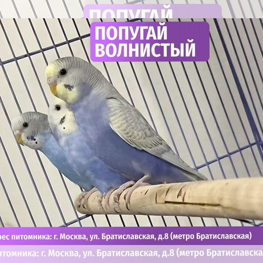 Попугай Волнистый