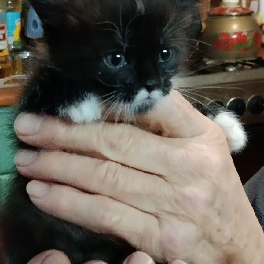 Кошечка, 1 месяц