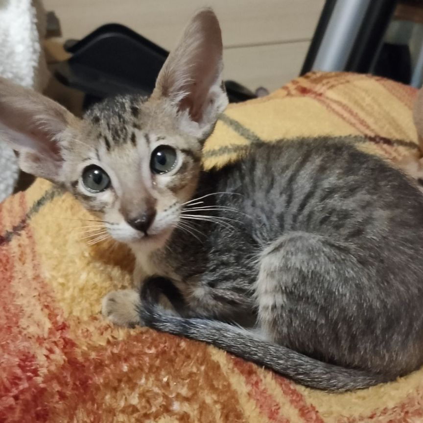 Ориентальный котёнок