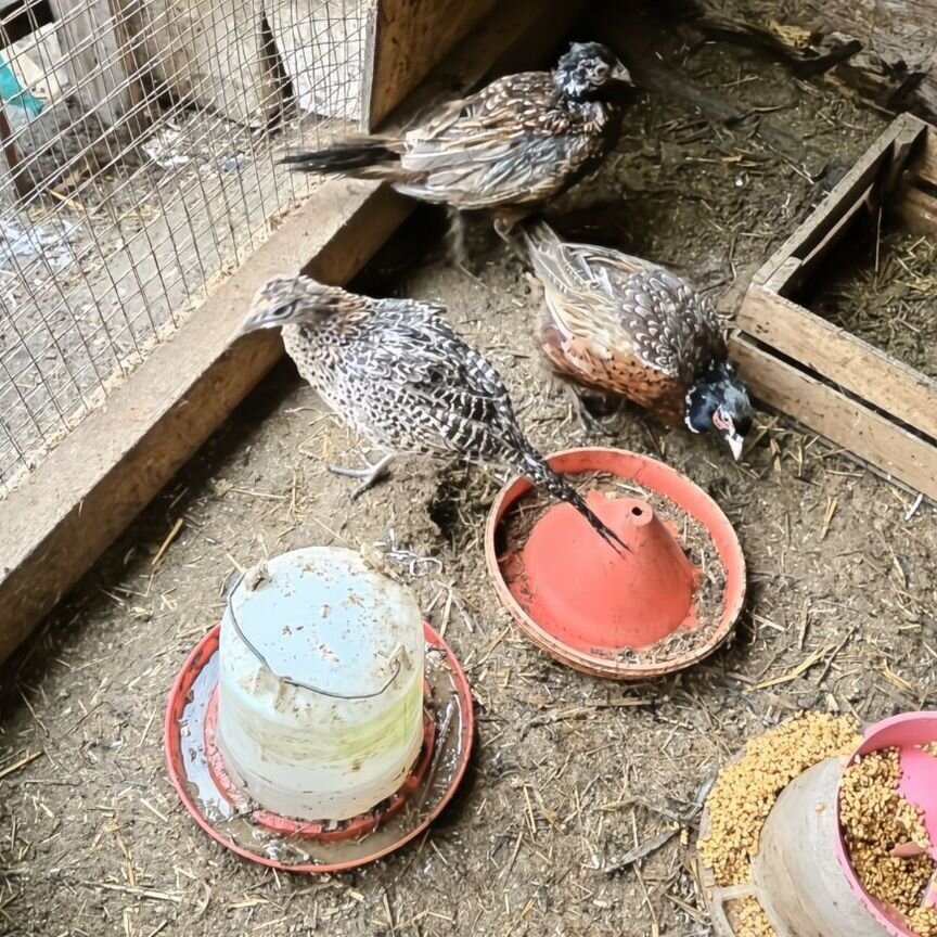 Фазан охотничий