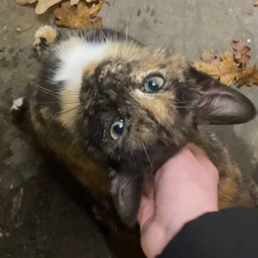 Котёнок в добрые руки