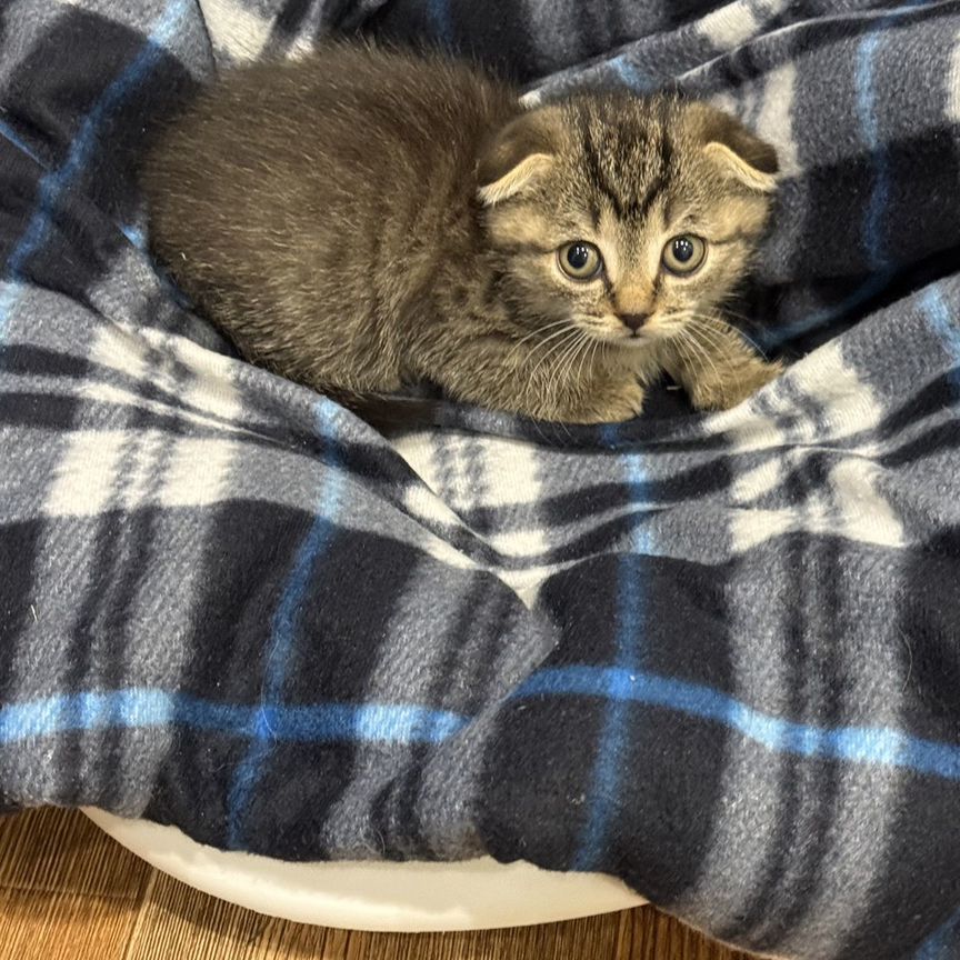 Британский короткошёрстный котёнок