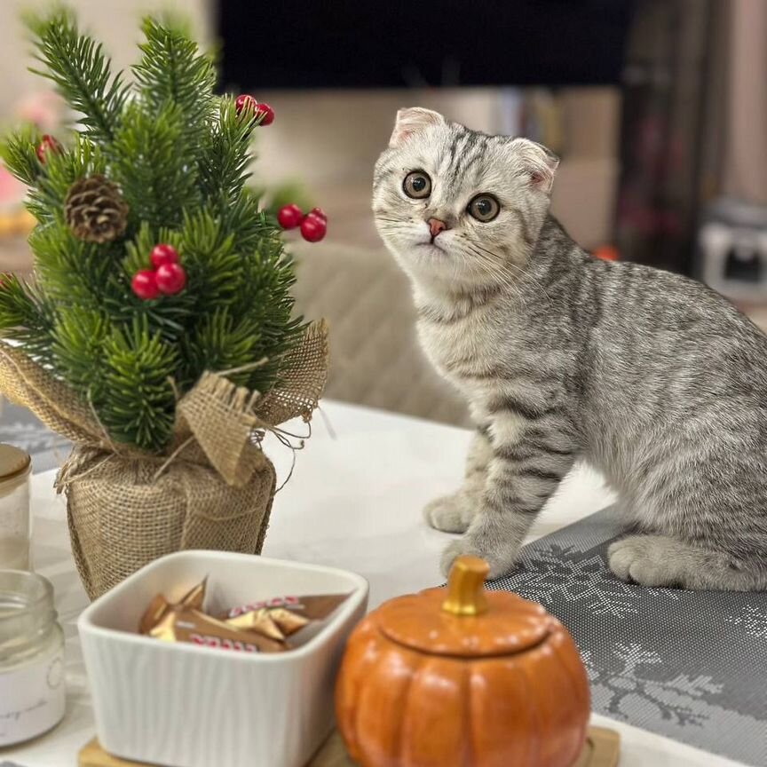 Вислоухие котята