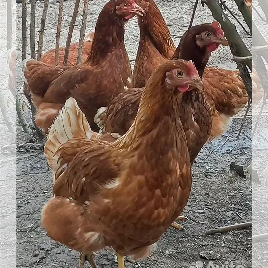 Куры несушки продам