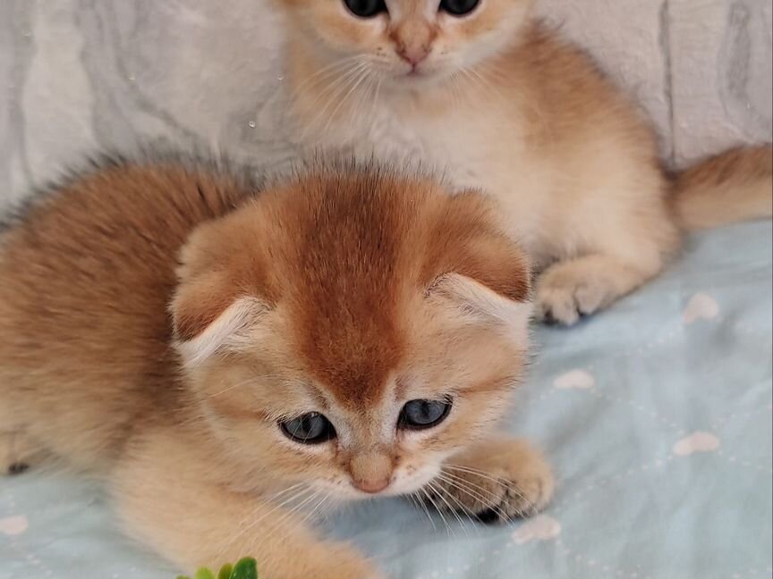 Золотые шиншиллята вислоушки