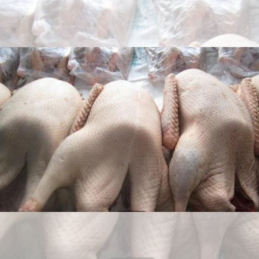 Гуси на мясо