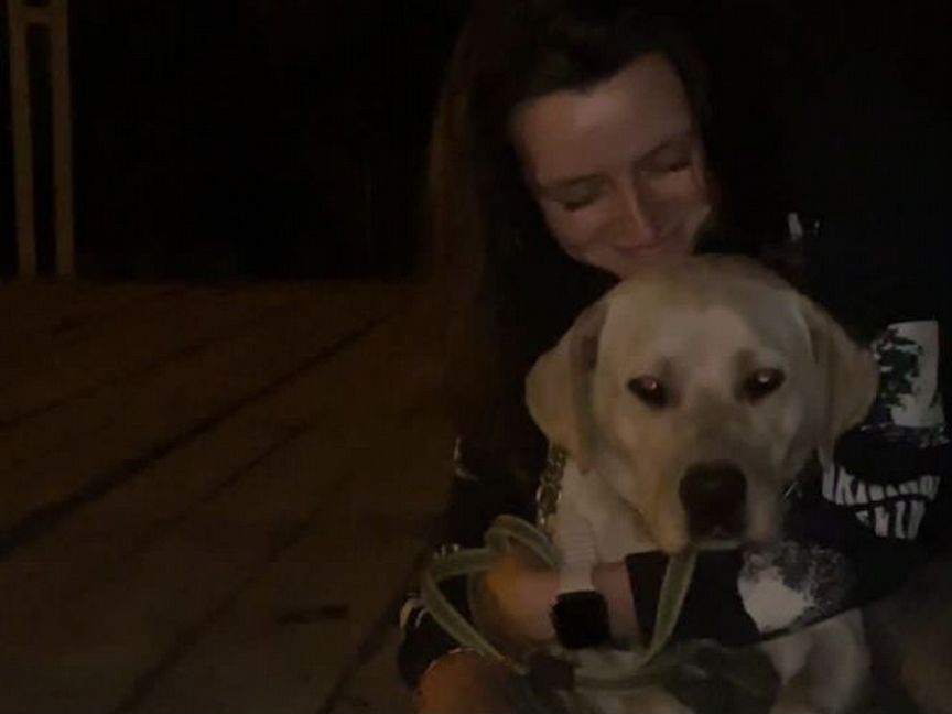 Вязка лабрадор девочка