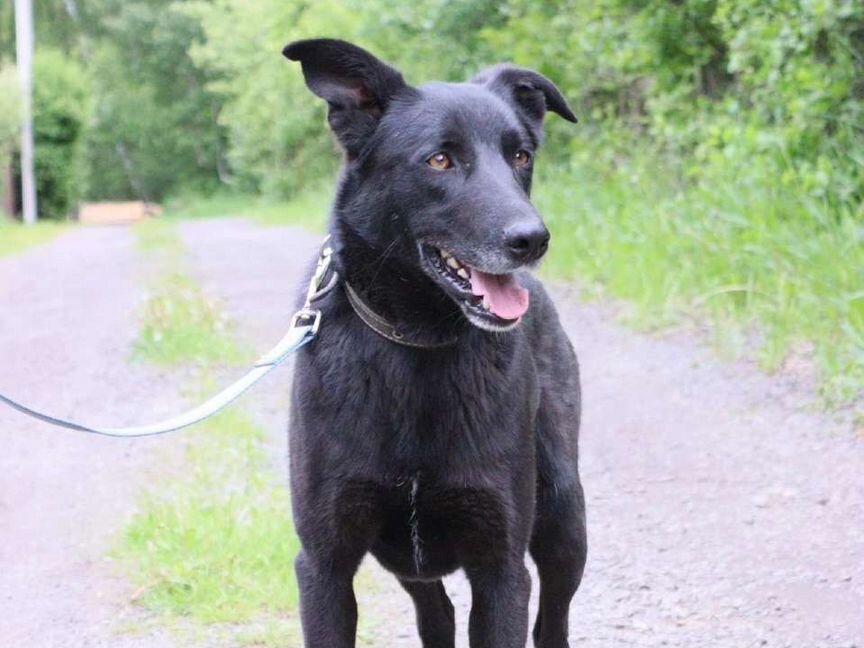 Татошка, кобель 1,5 ищет дом