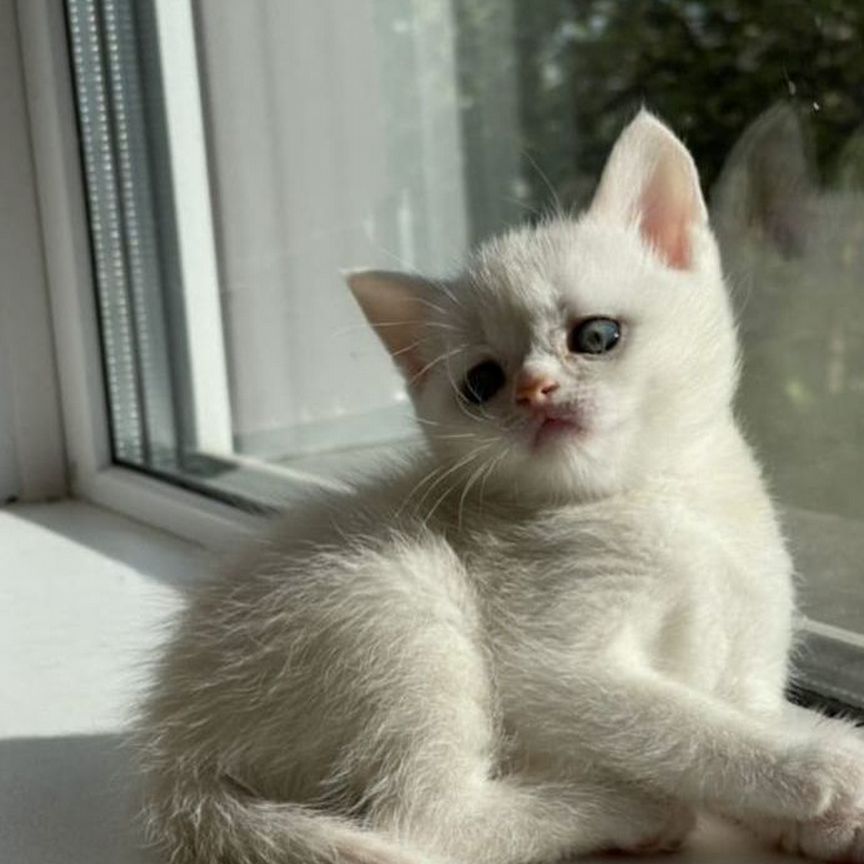 Британские котята