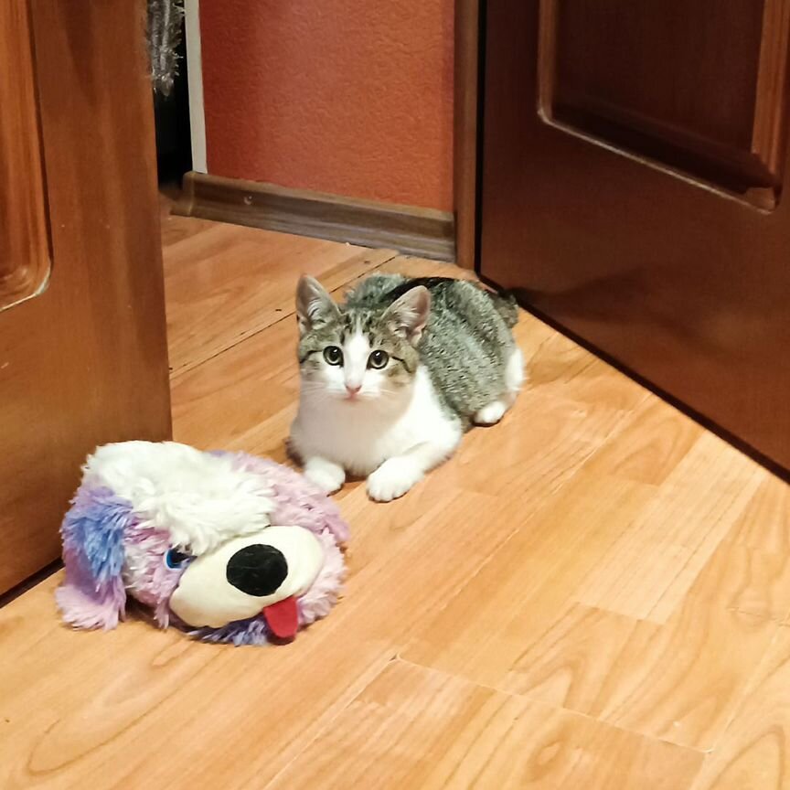 Котёнок ищет дом