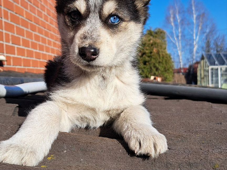 Щенок метис сибирской хаски