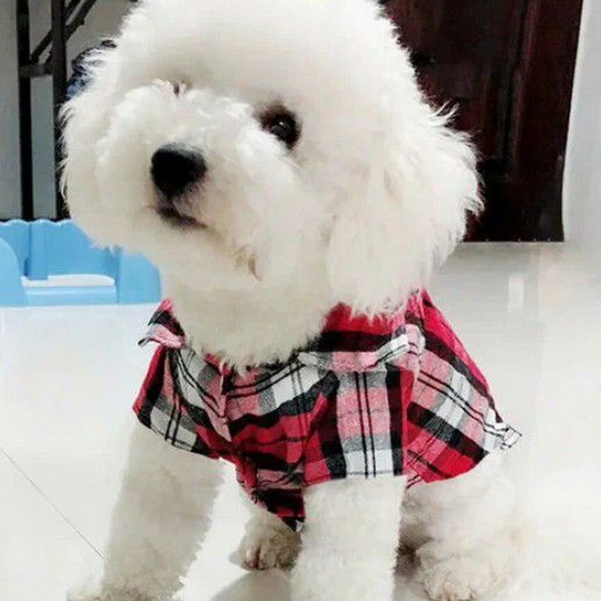 Рубашка для собачки