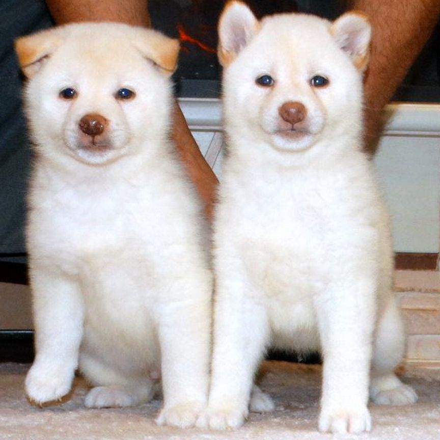 Сиба-ину, щенок