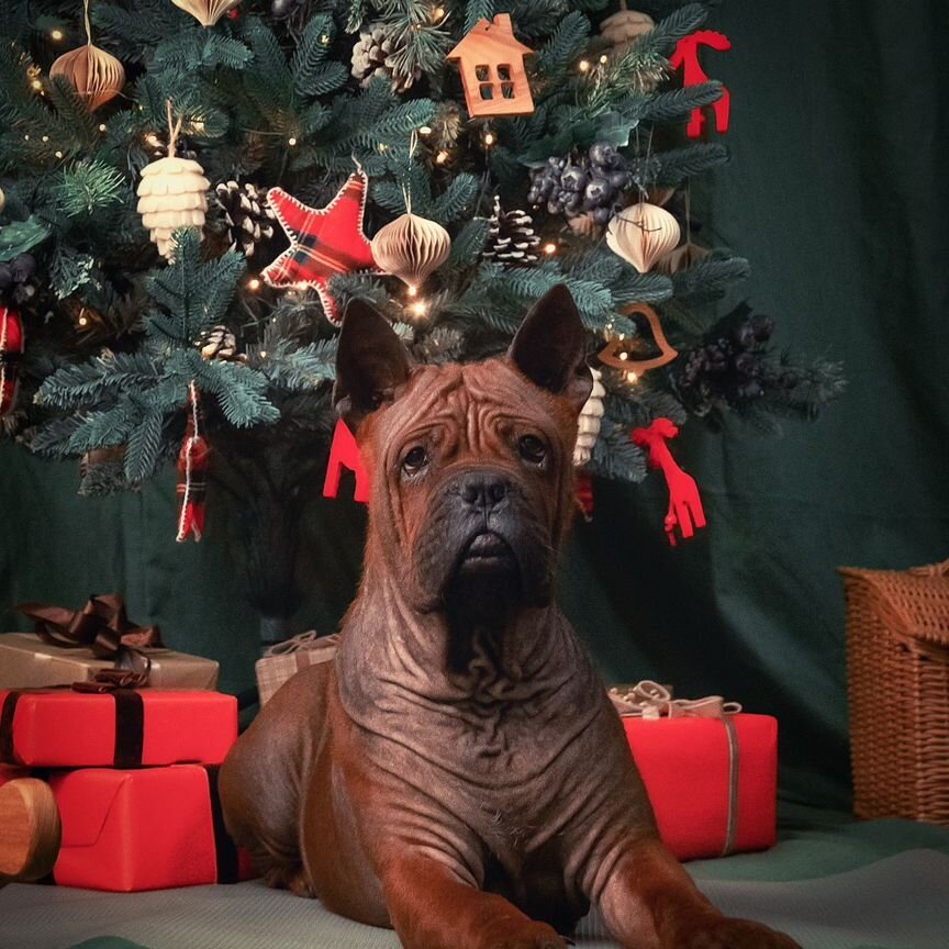 Бульдог купить