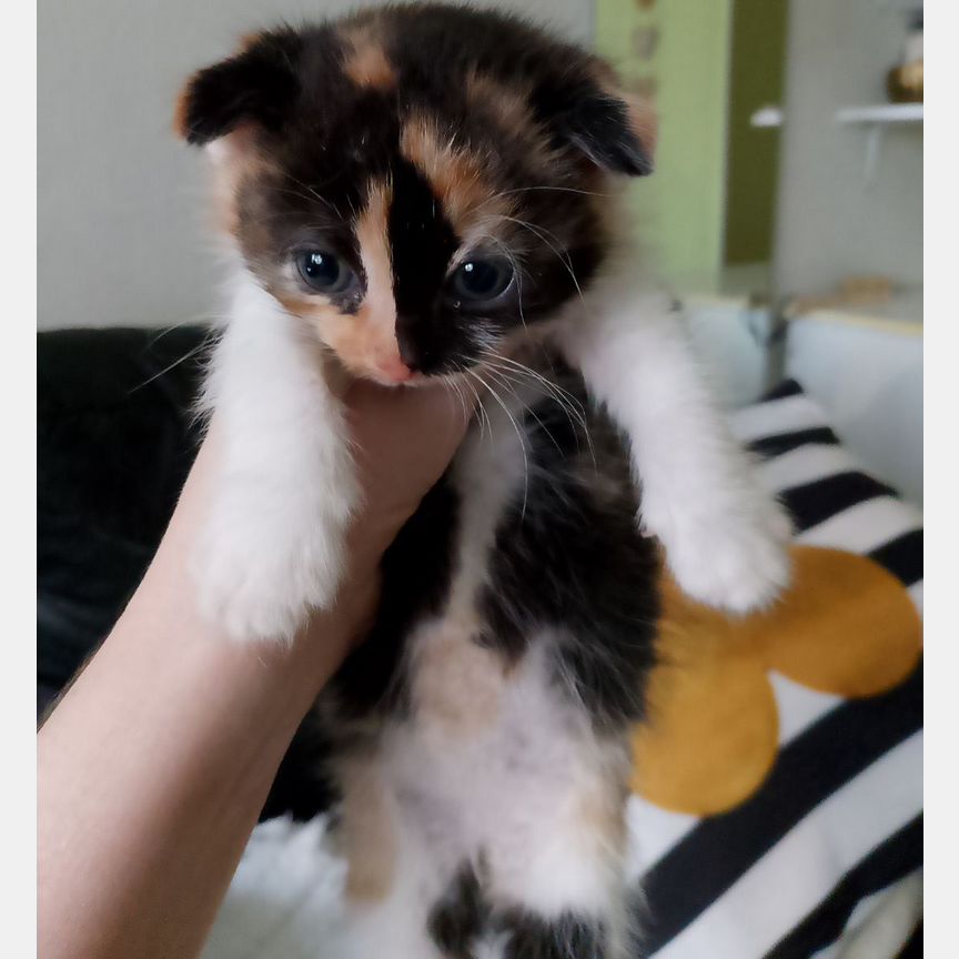 Котята в добрые руки бесплатно