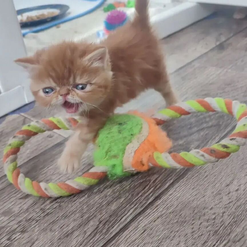 Персидский котёнок
