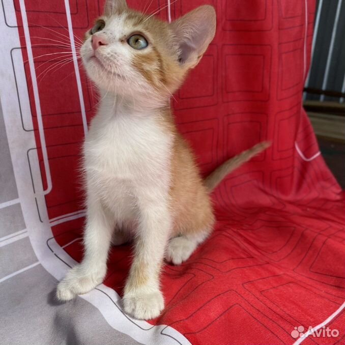 Котята мальчики цвета оранж в дар