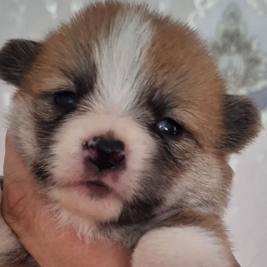 Вельш Корги Пемброк, щенок