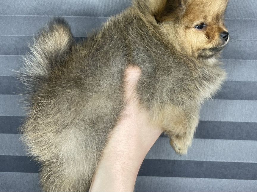 Померанец с документами, Москва