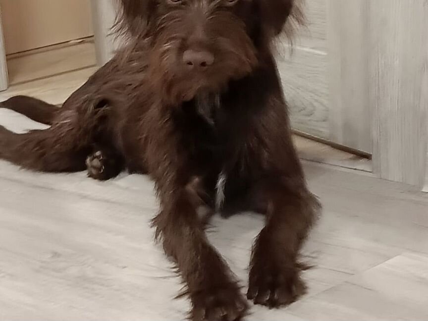 Метис драатхара в добрые руки