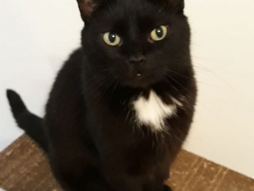 Грациозная кошечка Багира