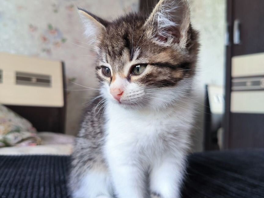 Милая кошечка -крошка, 2 мес. в поиске дома