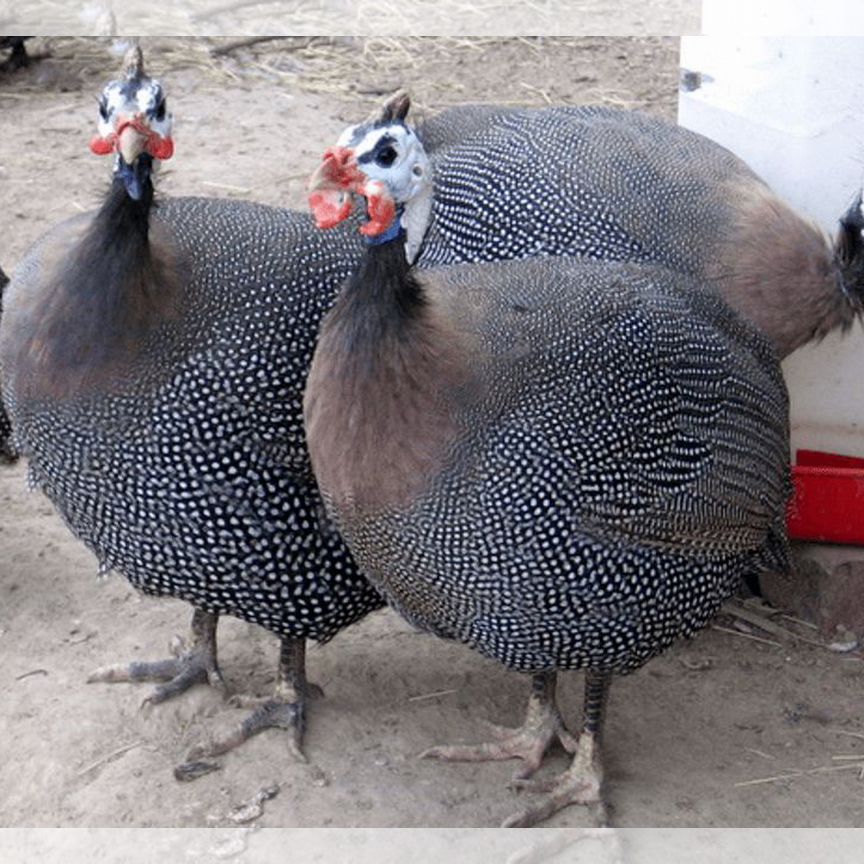 Цесарки 40 шт