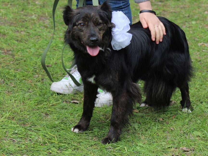 Некрупная собачка-девочка Листик