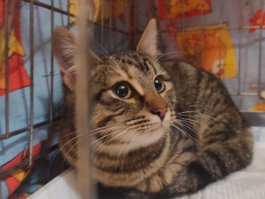 Котёнок-кошечка ждёт Вас, сейчас живёт в клетке