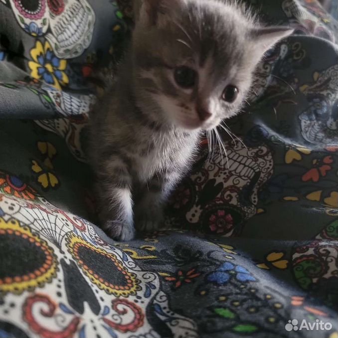Продам котят скотиш- страйт