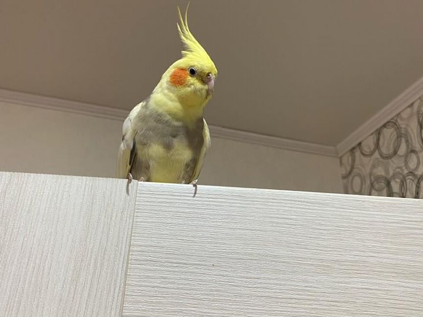 Попугай корелла с клеткой