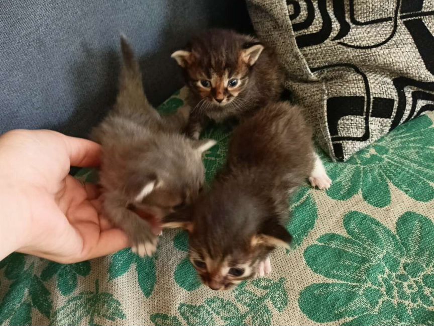 Кошка родила котят