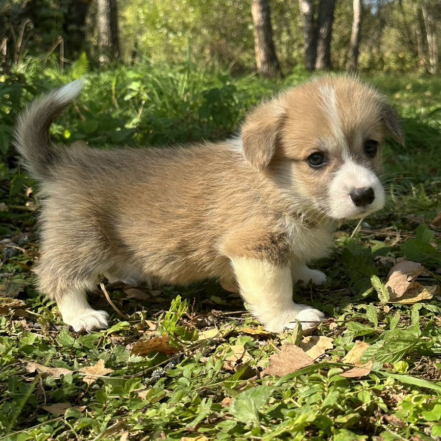 Вельш-корги пемброк щенки с хвостиками