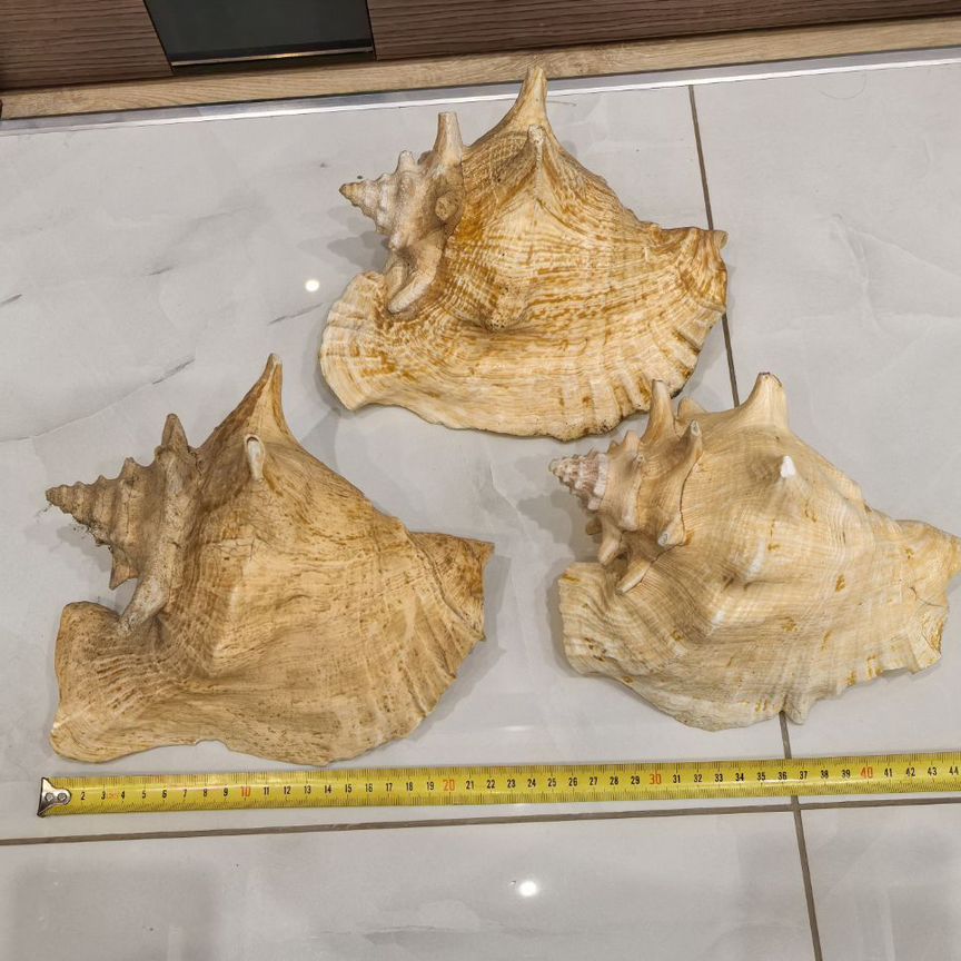 Морские ракушки раковины