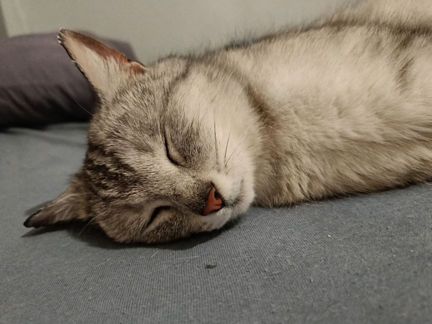 Кошка, метис шотландца