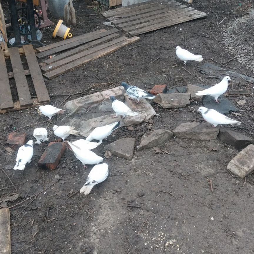 Бойные голуби