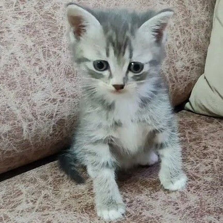 Шотландский прямоухий короткошёрстный котёнок