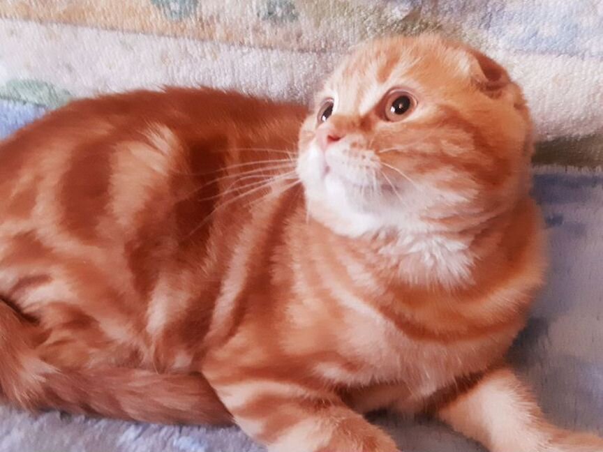 Шотландский котик