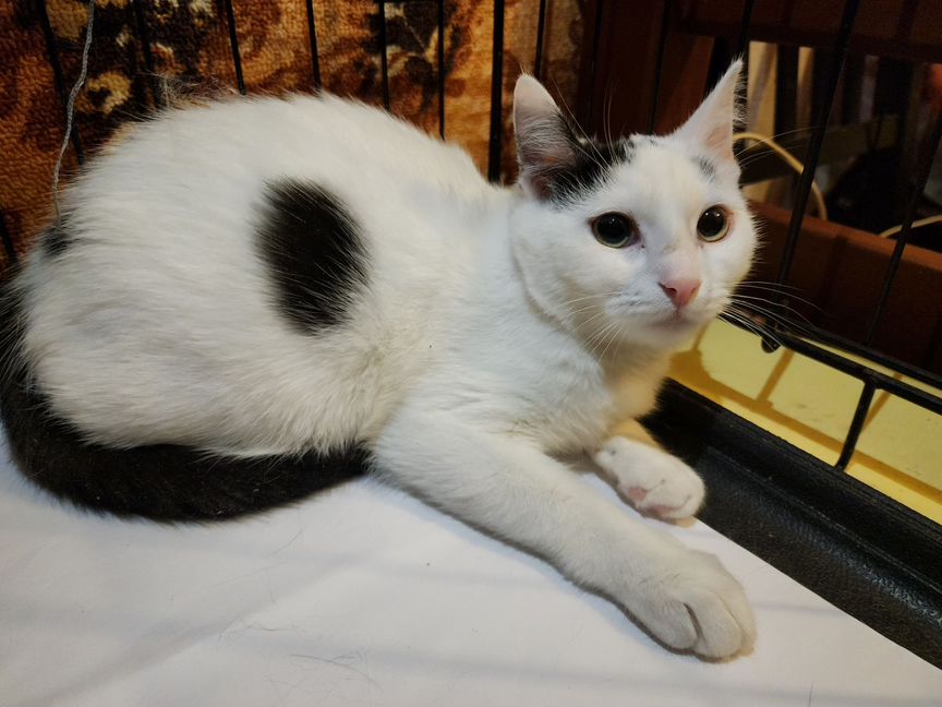 Котёнок девочка 5-6 месяцев