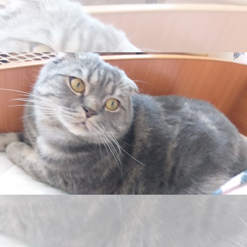 Шотландская вислоухий кот