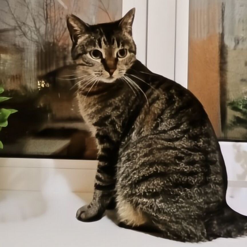 Взрослая, кошка в добрые руки