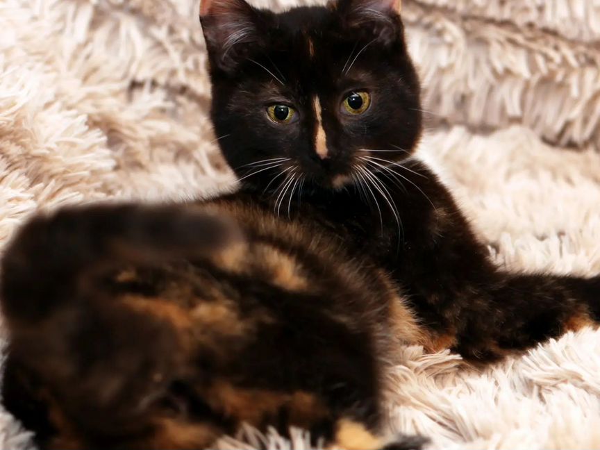 Черепаховый котёнок в добрые руки