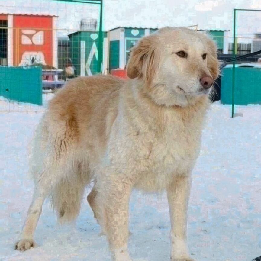 Овсянка