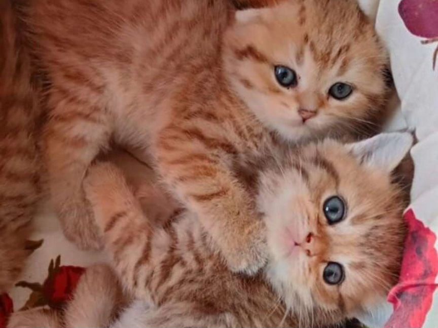 Котята золотой шиншиллы
