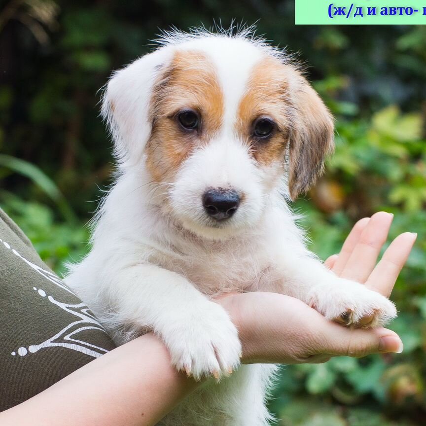 Клубные щенки Джек Рассел терьера