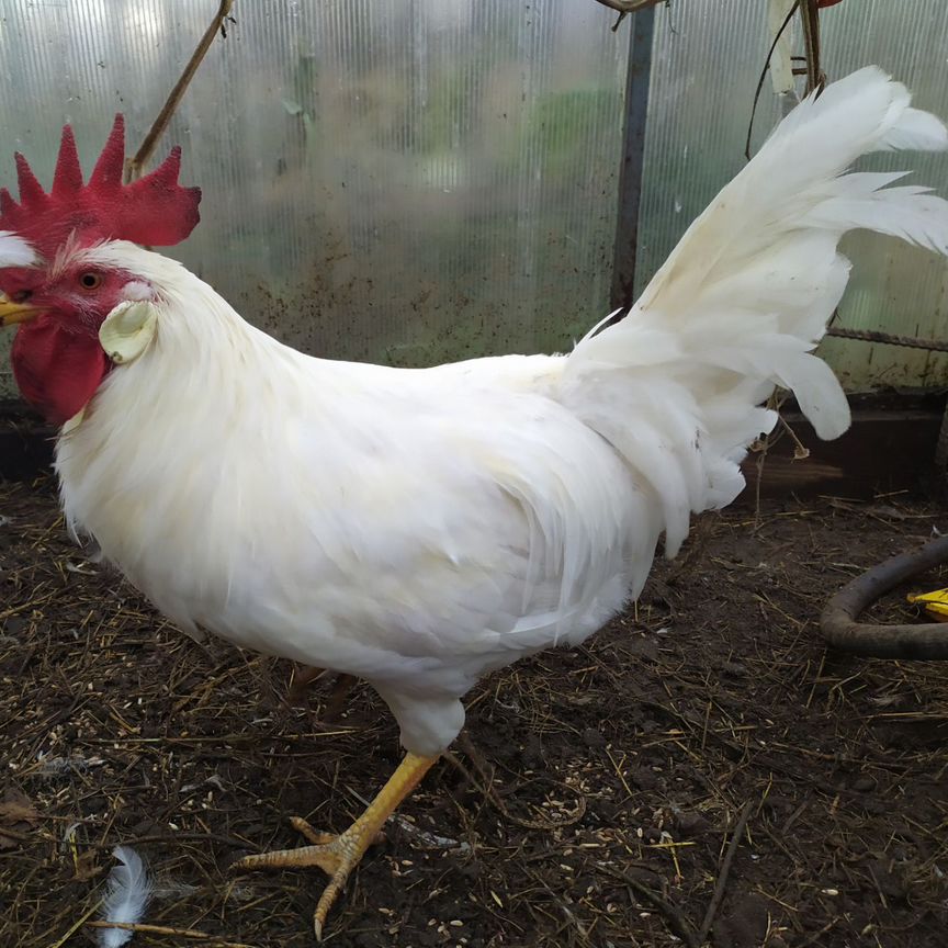 Петухи породы леггорн