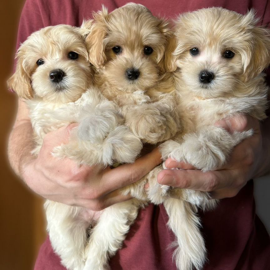 Щенки мальтипу f1 мини