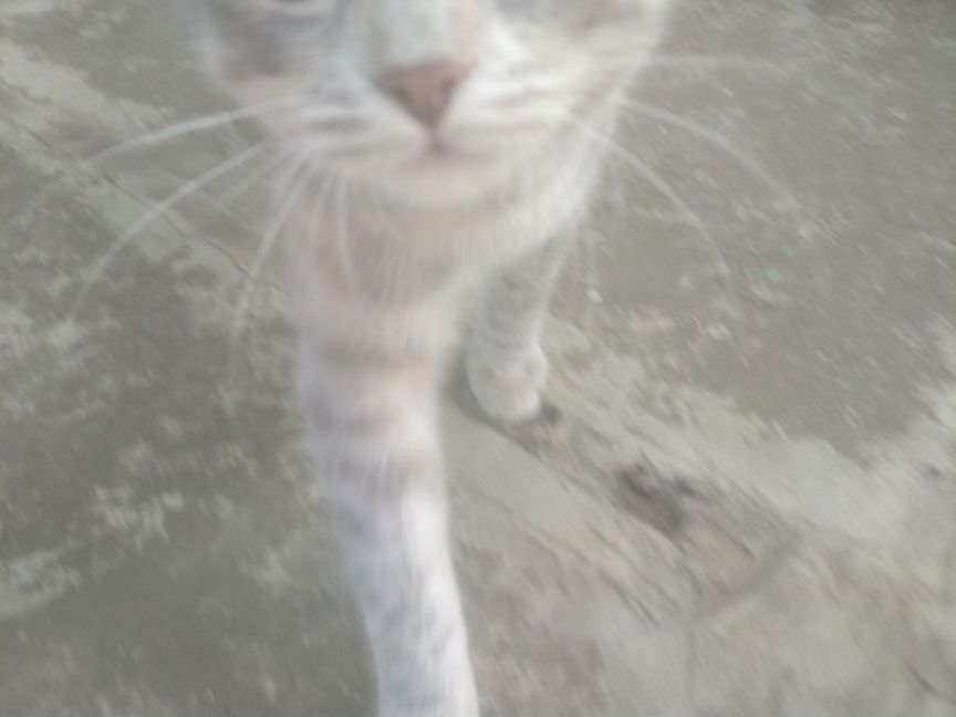 Кошка идет дом