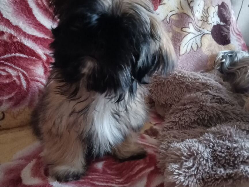 Девочка породы ши-тцу